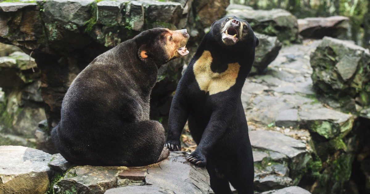 Chinese zoo denies rare sun bear is human in disguise • PhilSTAR Life