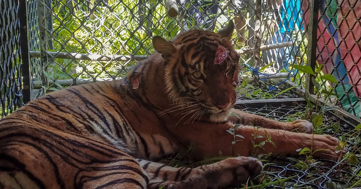 Sumatran tiger captured in Indonesia after second human attack ...