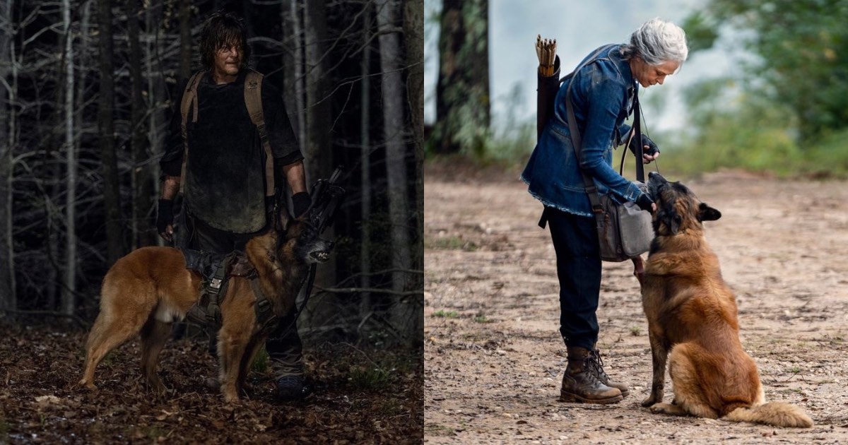 Seven, 'The Walking Dead' dog, passes away • PhilSTAR Life