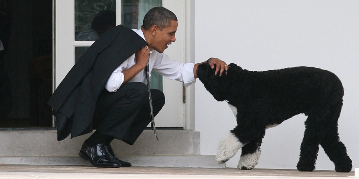 Obamas' dog Bo, a star of the White House, dies • PhilSTAR Life