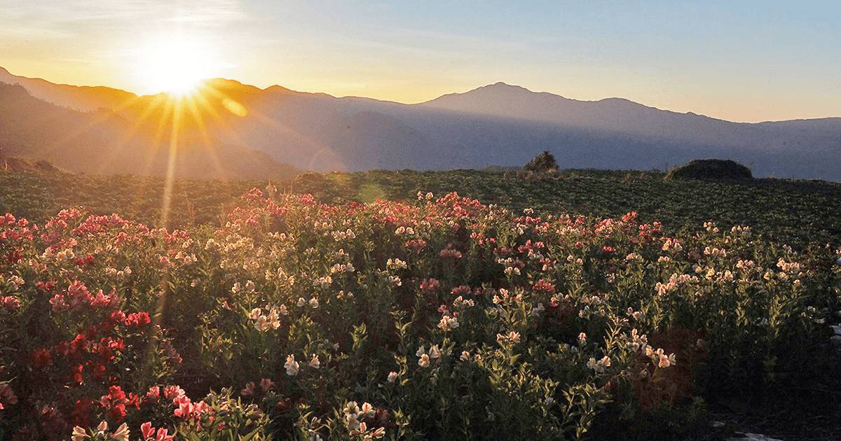 Atok: A tale of two flower farms • PhilSTAR Life