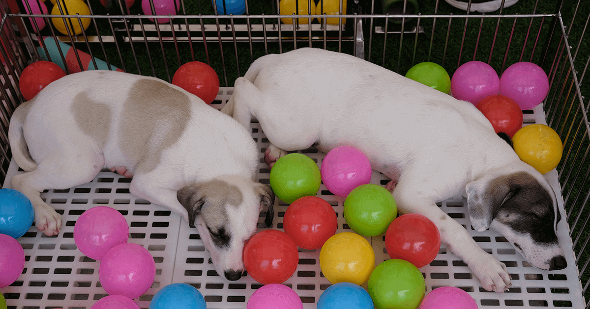 Biyaya: A blessing for furbabies & Fifty Shades of ’Kapon’ • PhilSTAR Life