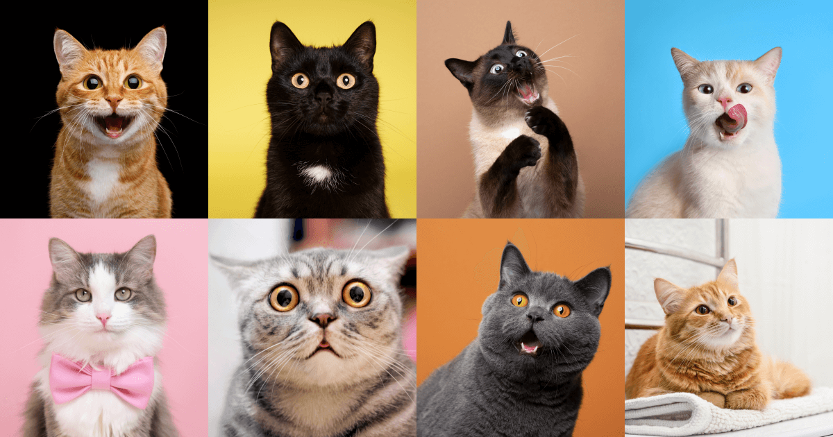 This is paw-some! Cats have nearly 300 distinct facial expressions ...