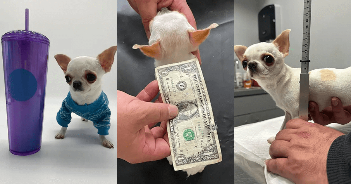 So kyot, so smol: Meet Pearl, the world's shortest living dog ...