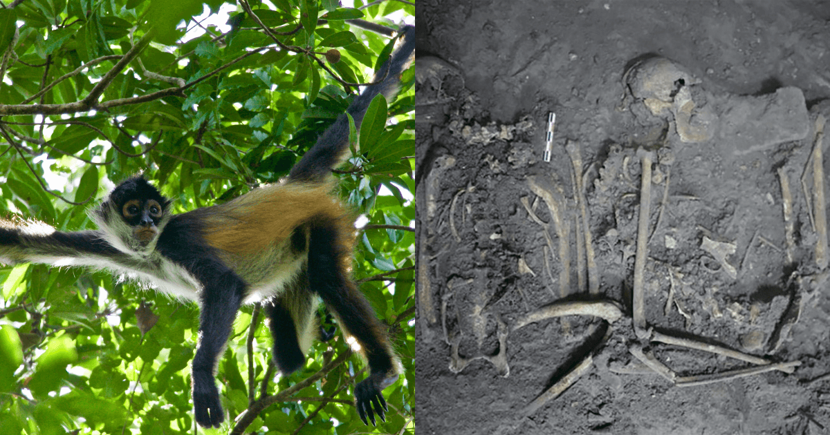 Ancient Maya gifted neighbors a spider monkey for brutal sacrifice ...