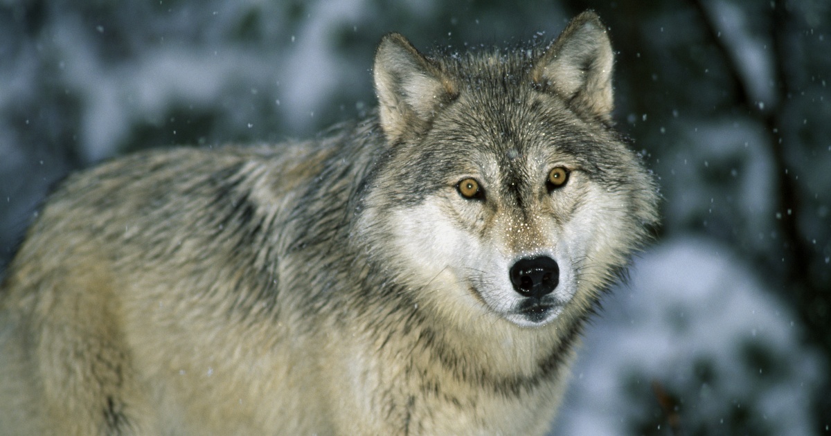 Wolves can show attachment toward humans: study • PhilSTAR Life