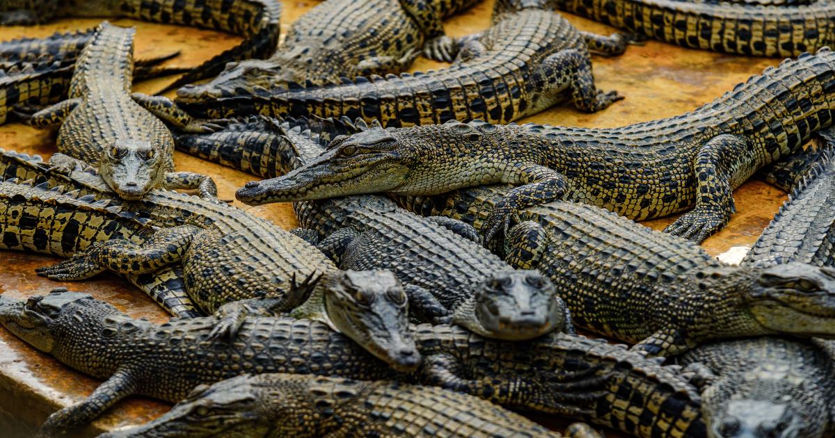 Crocodile farmer mauled to death by 40 crocodiles after falling into ...