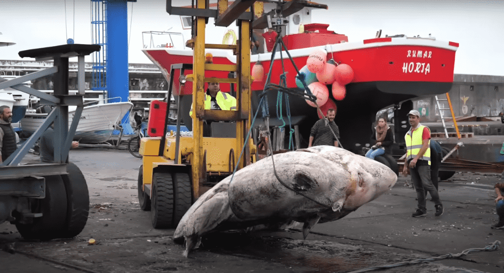 Giant sunfish weighing 2,744 kgs (3 tons) found in Portugal • PhilSTAR Life