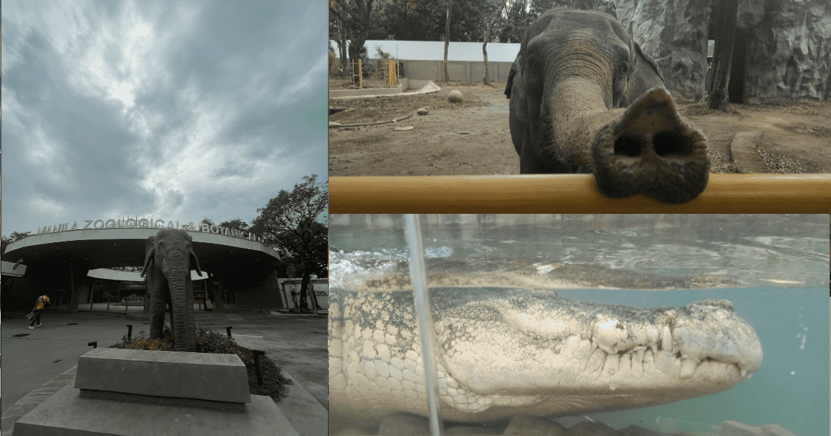 FIRST LOOK: A sneak peek at Manila Zoo's return to glory • PhilSTAR Life