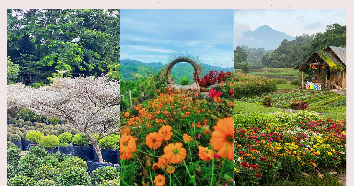 5 Instagrammable flower farms in PH to give you a breath of fresh air ...