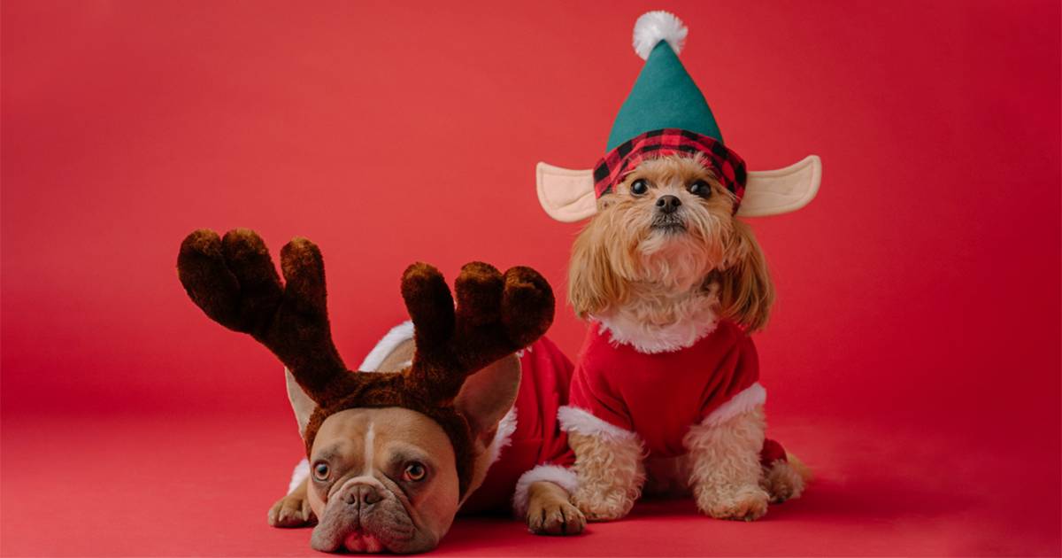 Four ‘purr-fect’ and ‘paw-some’ Christmas gifts for your pet lover ...