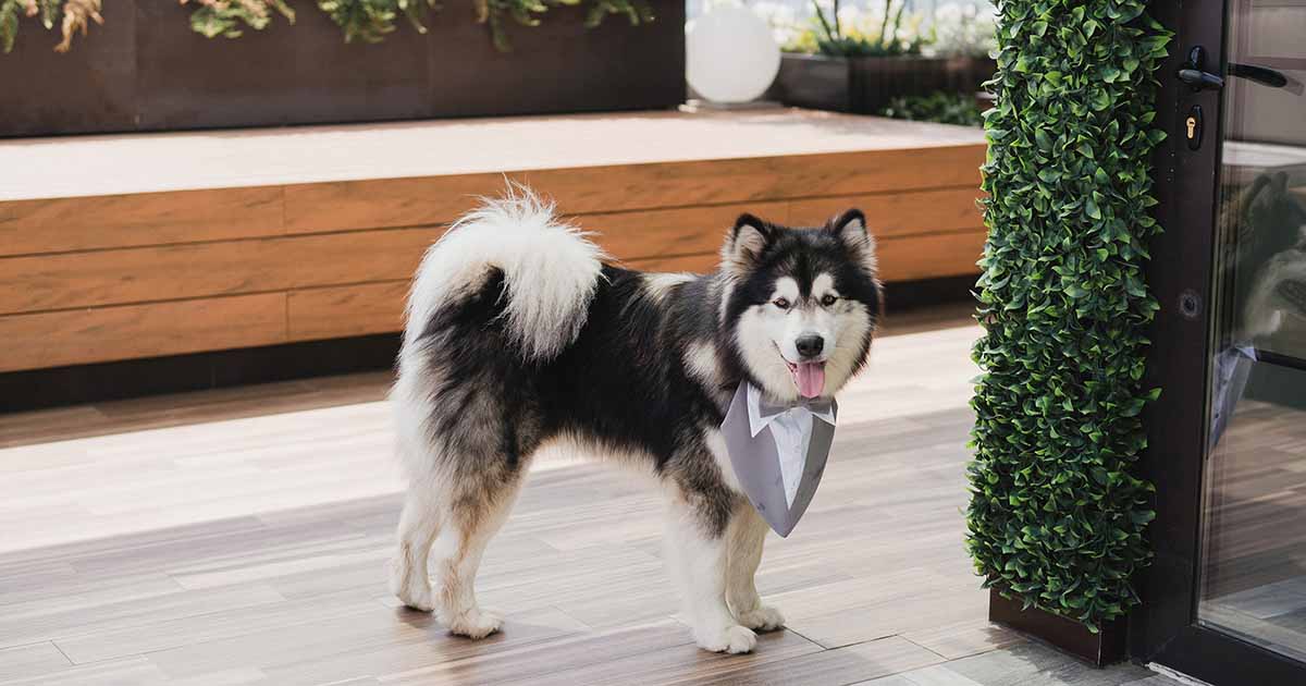 Indonesians sorry after lavish dog 'wedding' worth P727,000 receives ...