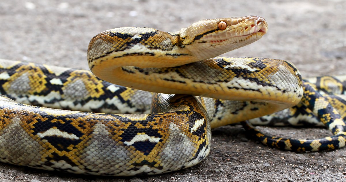 Filipino man survives snake attack by biting it in the neck and killing ...