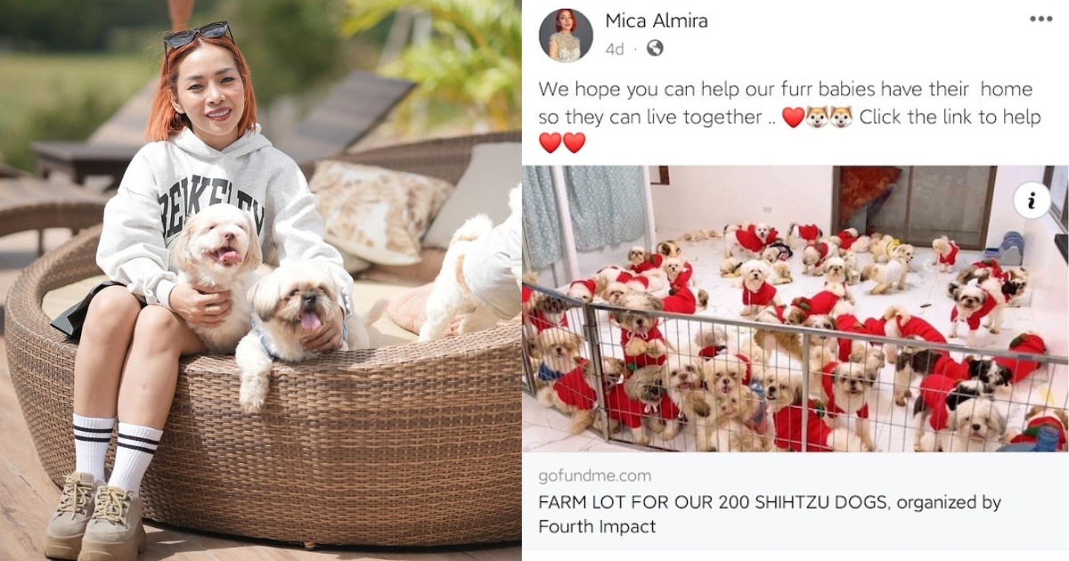 4th Impact's Almira Cercado breaks silence over dogs' 'dreamland ...