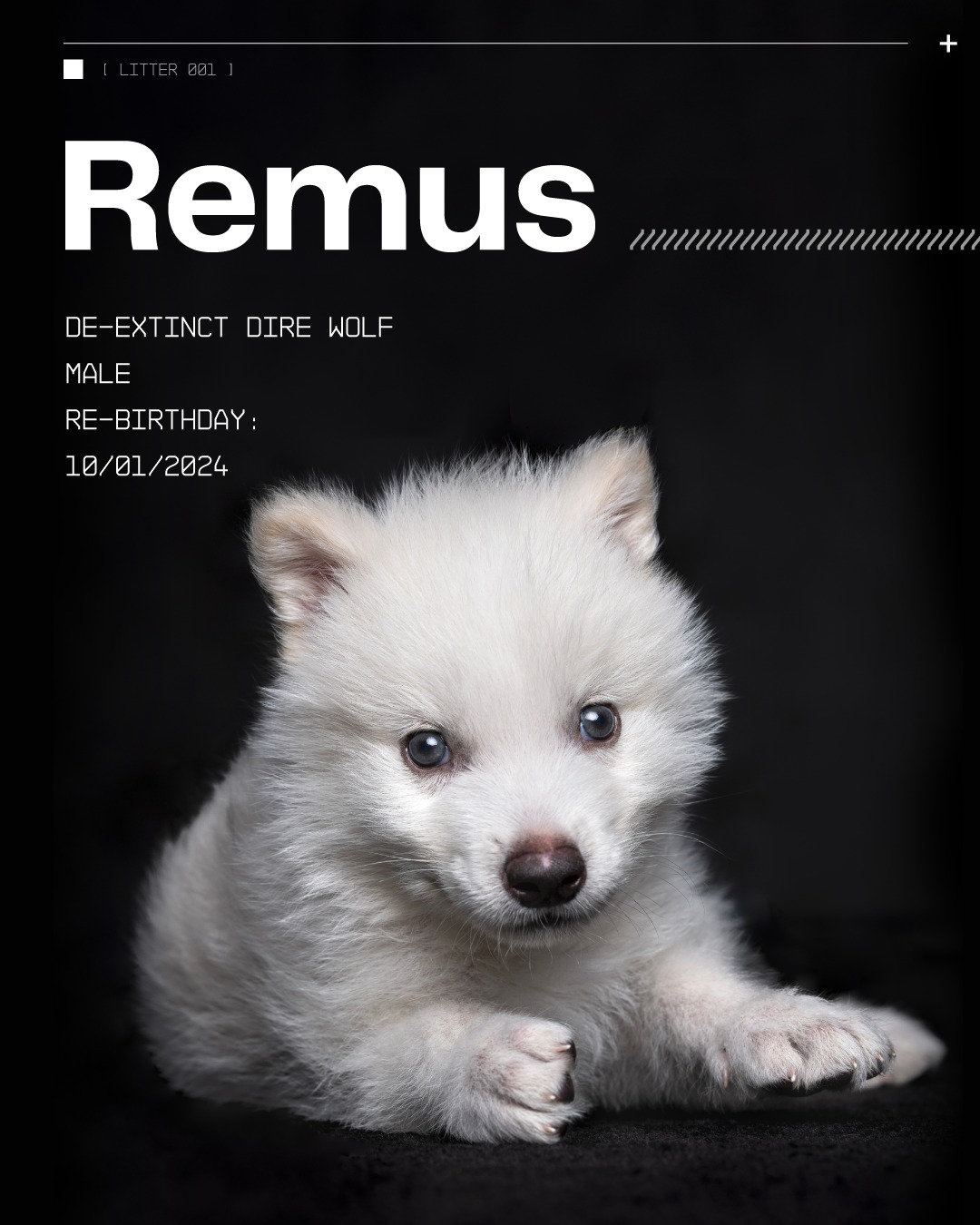 Meet dire wolves Romulus and Remus, the first animals brought back from ...