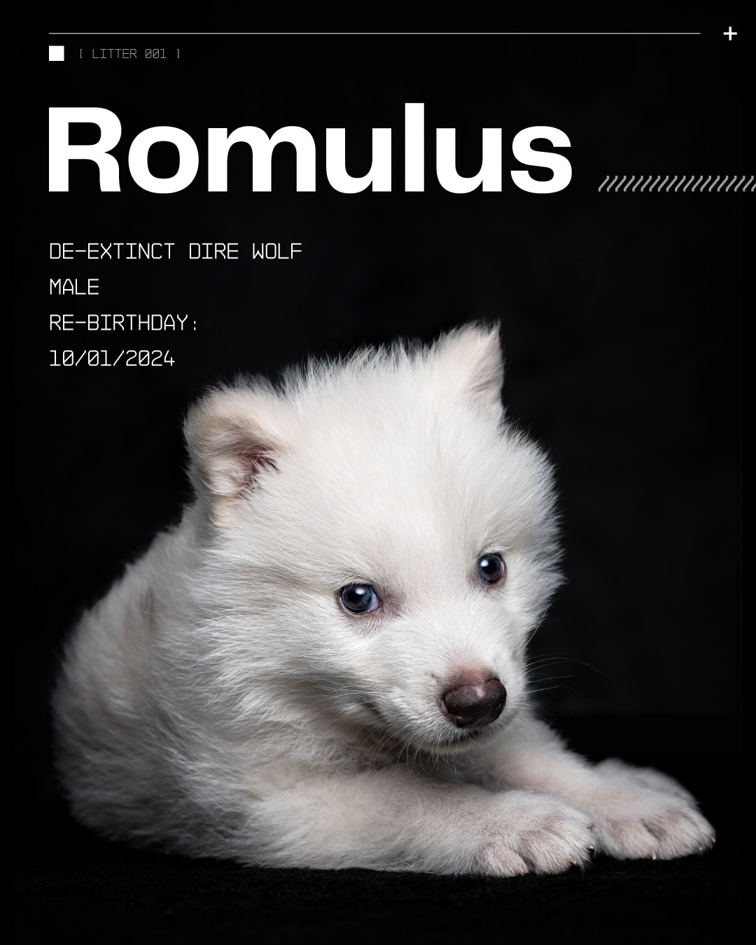 Meet dire wolves Romulus and Remus, the first animals brought back from ...