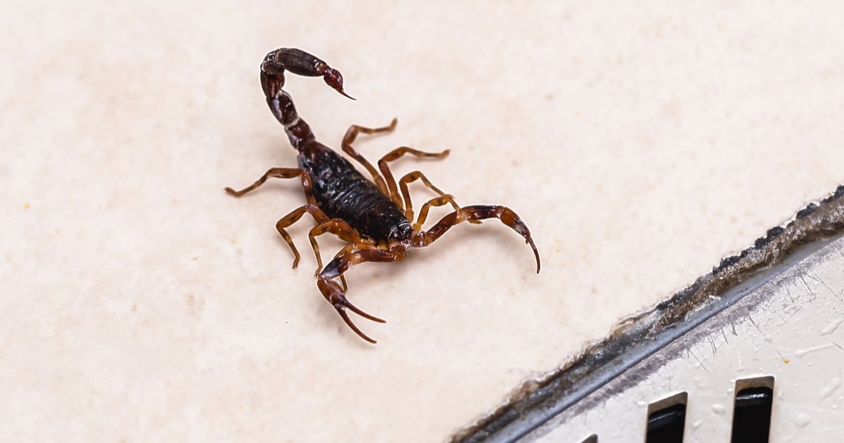 Customer finds live venomous scorpion inside her parcel • PhilSTAR Life